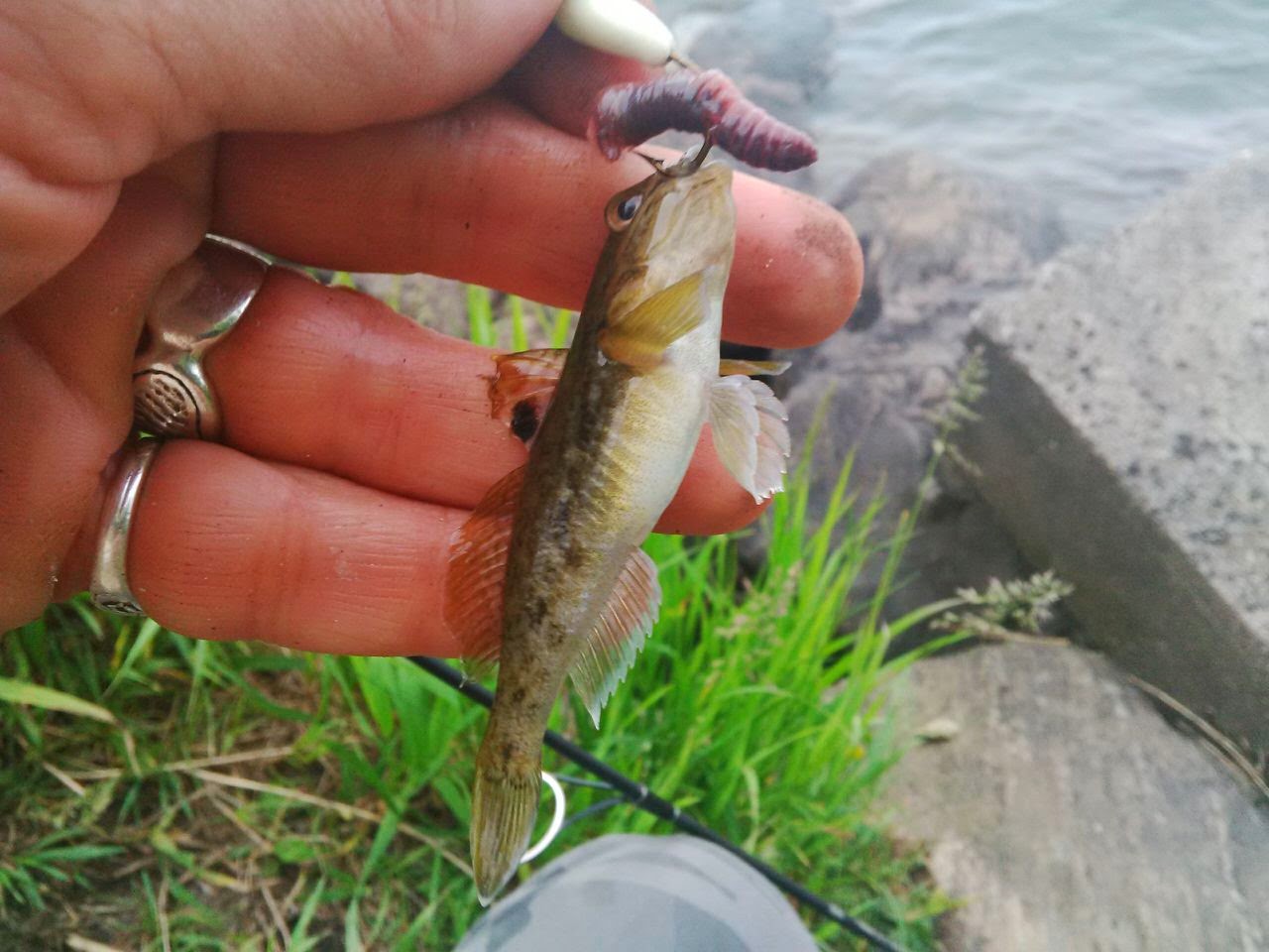Just Fishing: Round Goby - Invasive Species