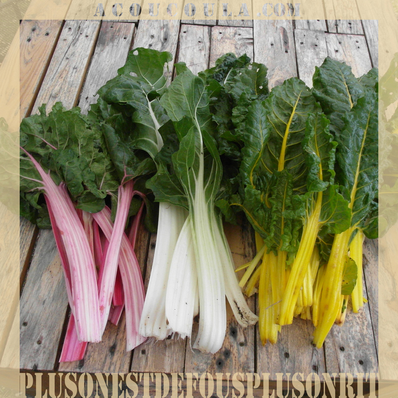 ACOUCOULA: COTES DE BETTES A CARDES MULTICOLORES