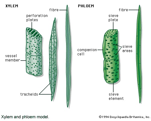 BIOLOGI GONZAGA: TRY OUT JARINGAN TUMBUHAN XI