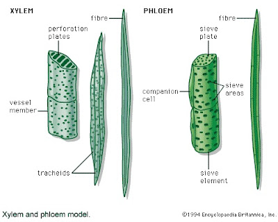 BIOLOGI GONZAGA: TRY OUT JARINGAN TUMBUHAN XI