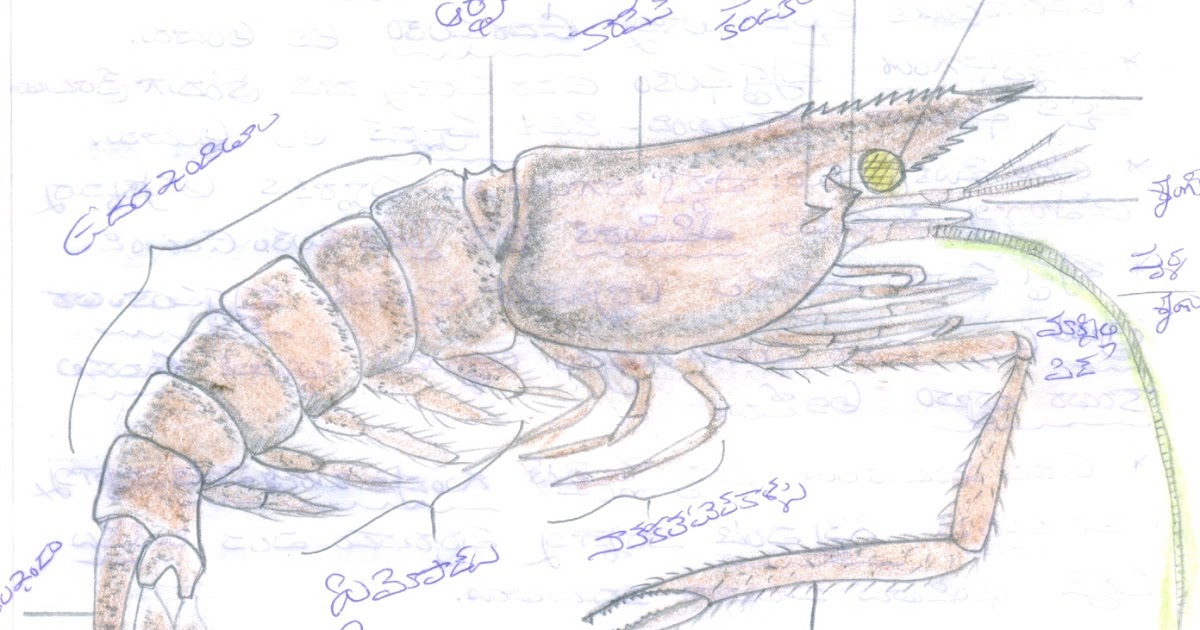 Zoology in the Classroom: PRAWN DIAGRAMS