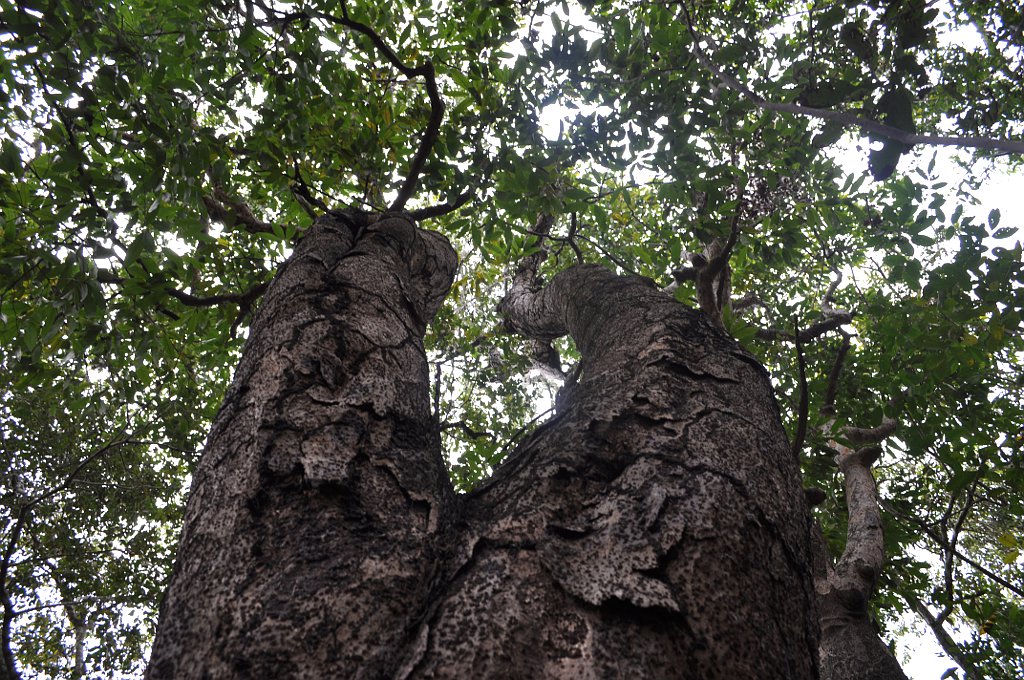 Investing in Tropical Trees: Collecting Native Tree Seeds