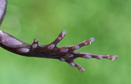 THE WOLVERINE FROG |The Garden of Eaden