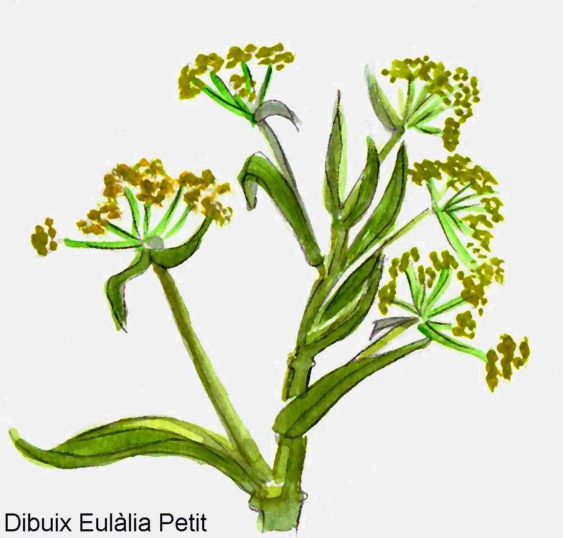 Barcelonetes: El Cabo de Gata. El fonoll gegant