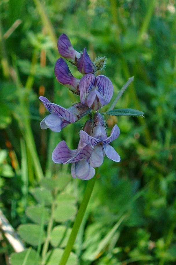 solitary dog sculptor: Botany - Botanica: Vicia - sp. Various - sp ...