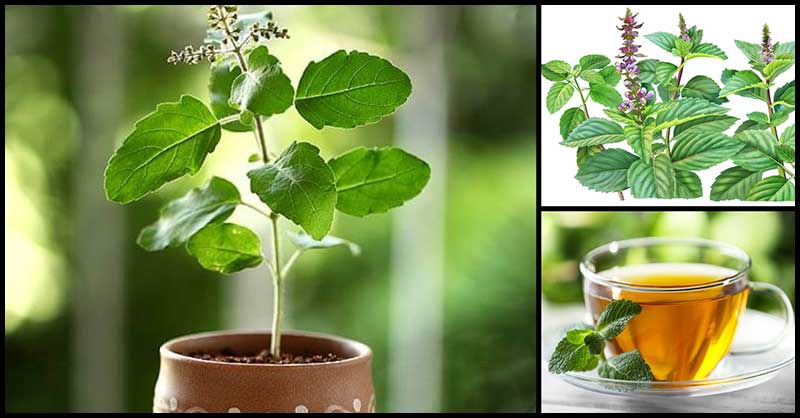 Health Benefits Of Drinking Tulsi Tea Regularly | Dr Farrah MD