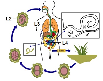 Só Os Loucos Sapiens: FILO NEMATODA