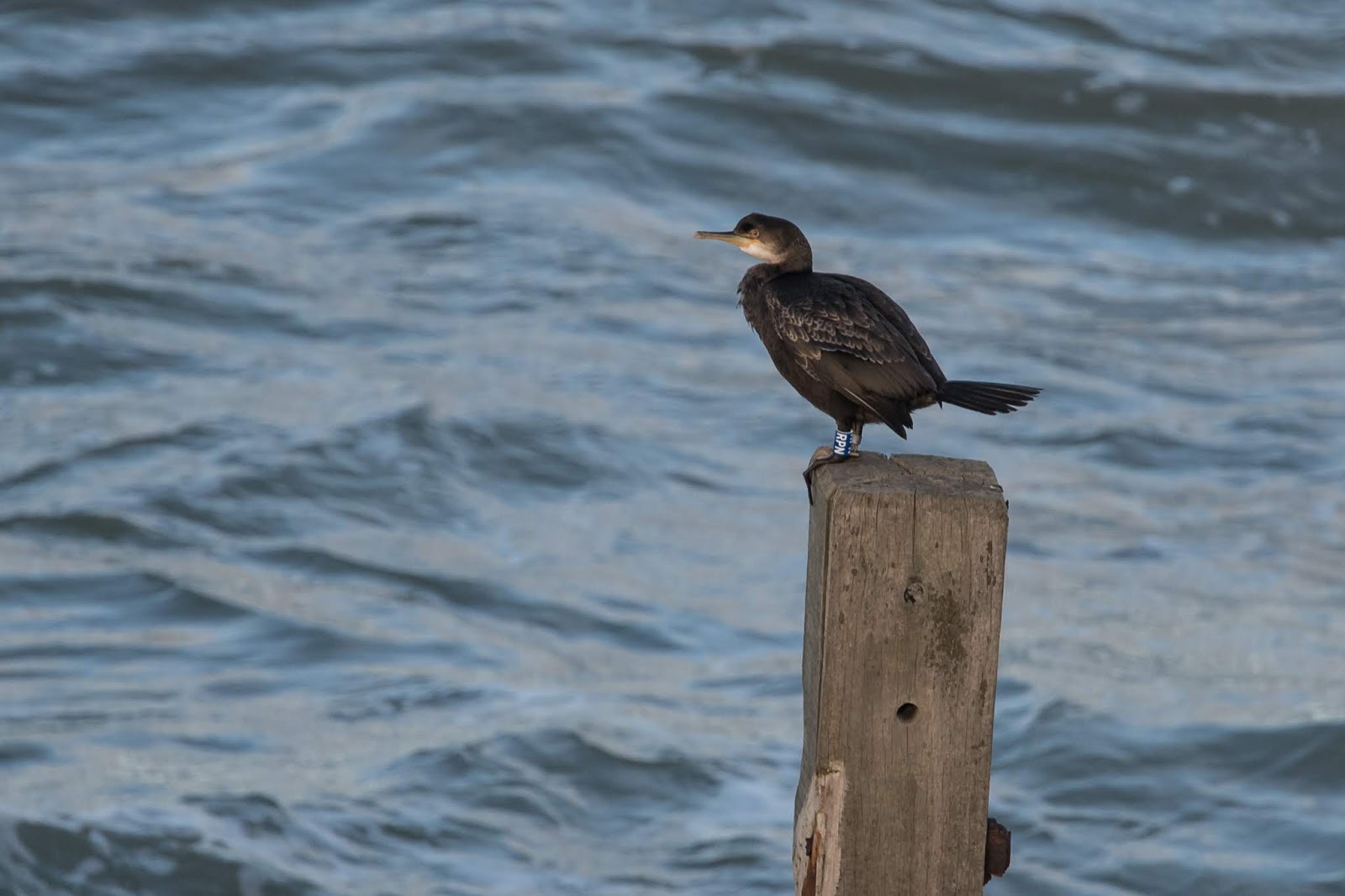 Happisburgh Parish Bird List