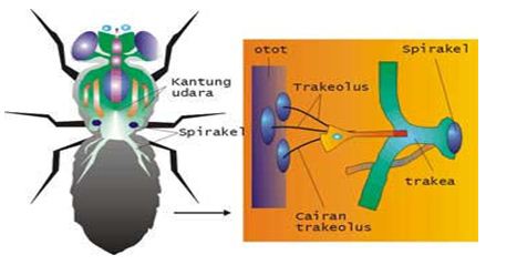keberhasilan: SISTEM PERNAPASAN