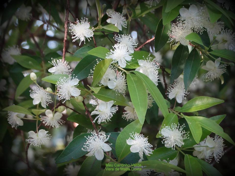 Meu Cantinho Verde: Novembro 2017