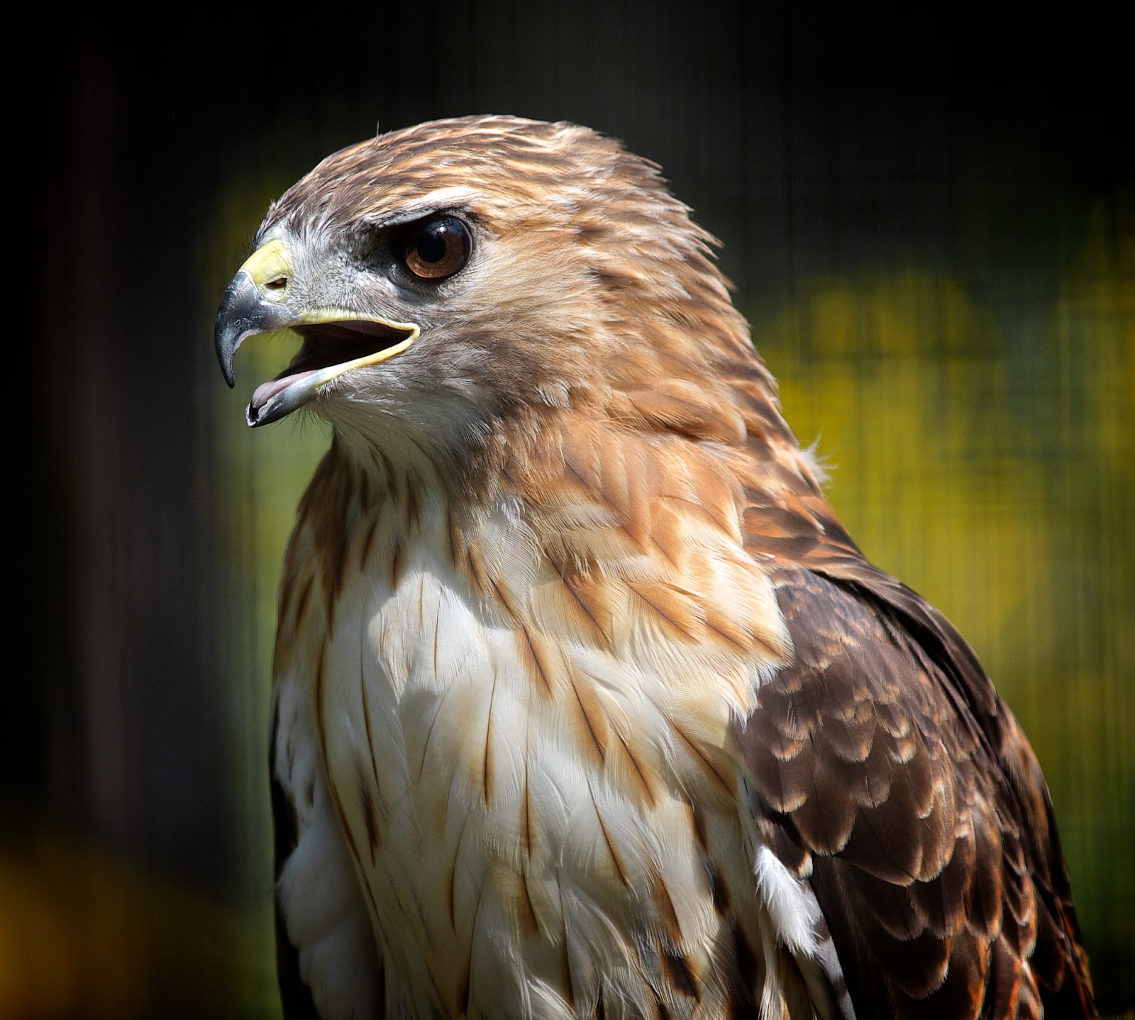 David Marvin Photography - Lansing, Michigan: Red-Tailed Hawk