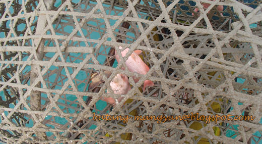 Batang Mangyan: Bamboo Fish Trap (Bubu / Bubo)