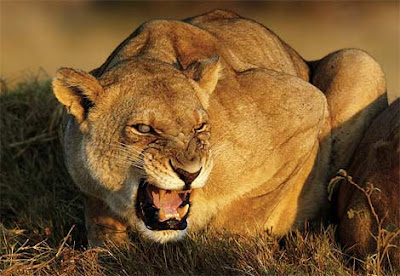 Marine Life: Female Lions