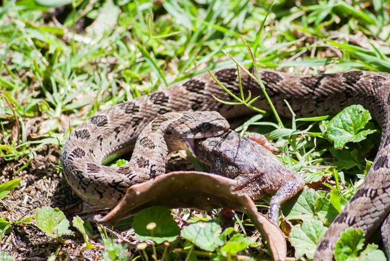 Andrew's Birding and Wildlife: Common Night Adder eats Toad