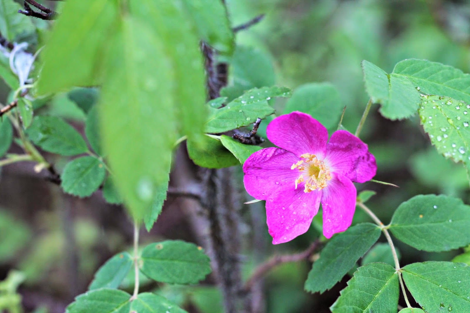 Veronica Franklin Photography