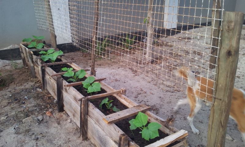 MITIKI -KILIMO KWANZA: KILIMO BORA CHA MATANGO - KWENYE VYOMBO