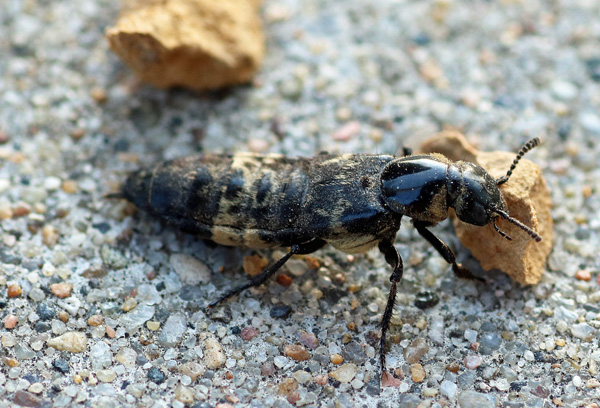 MObugs: Hairy Rove Beetle