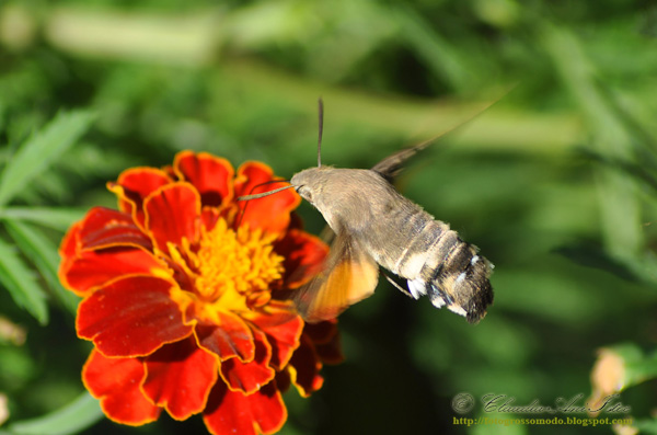 In linii mari: Macroglossum stellatarum (Molia colibri)