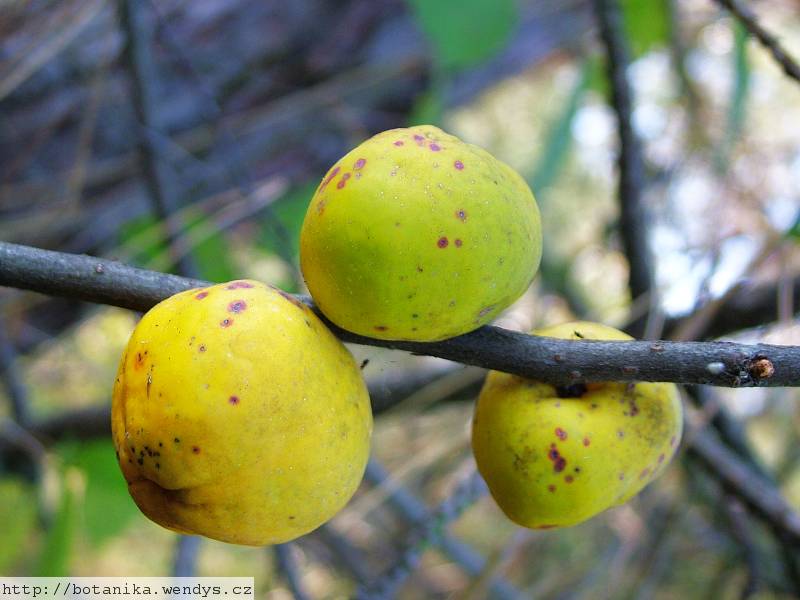 Bobule I: přehled | Zkvašeno.cz