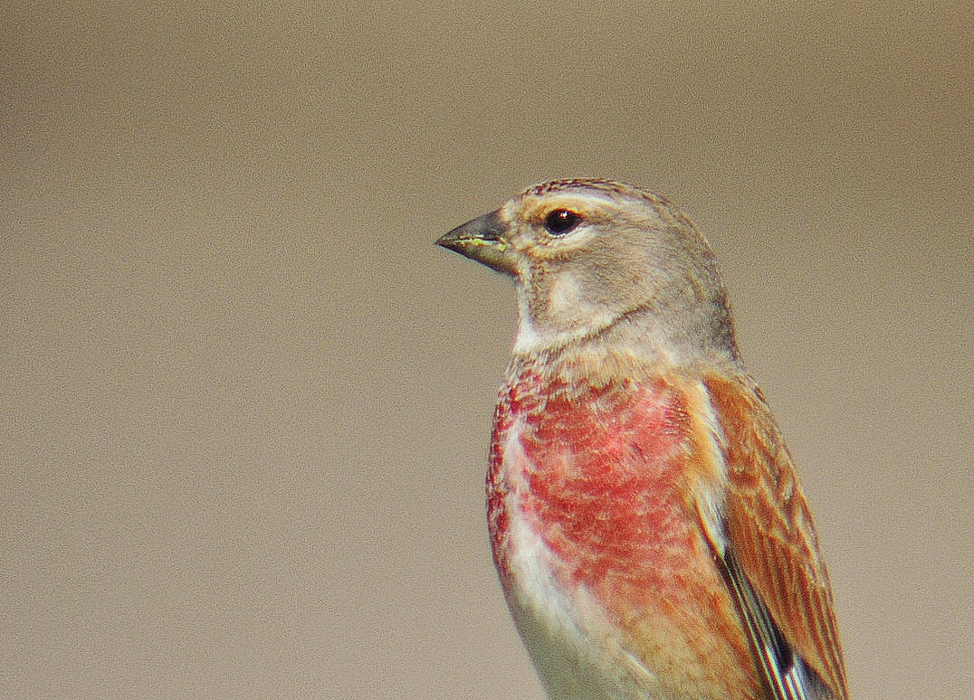 Digiscoping/fotografía por Asturias, y más.: Pardillo común - Carduelis ...