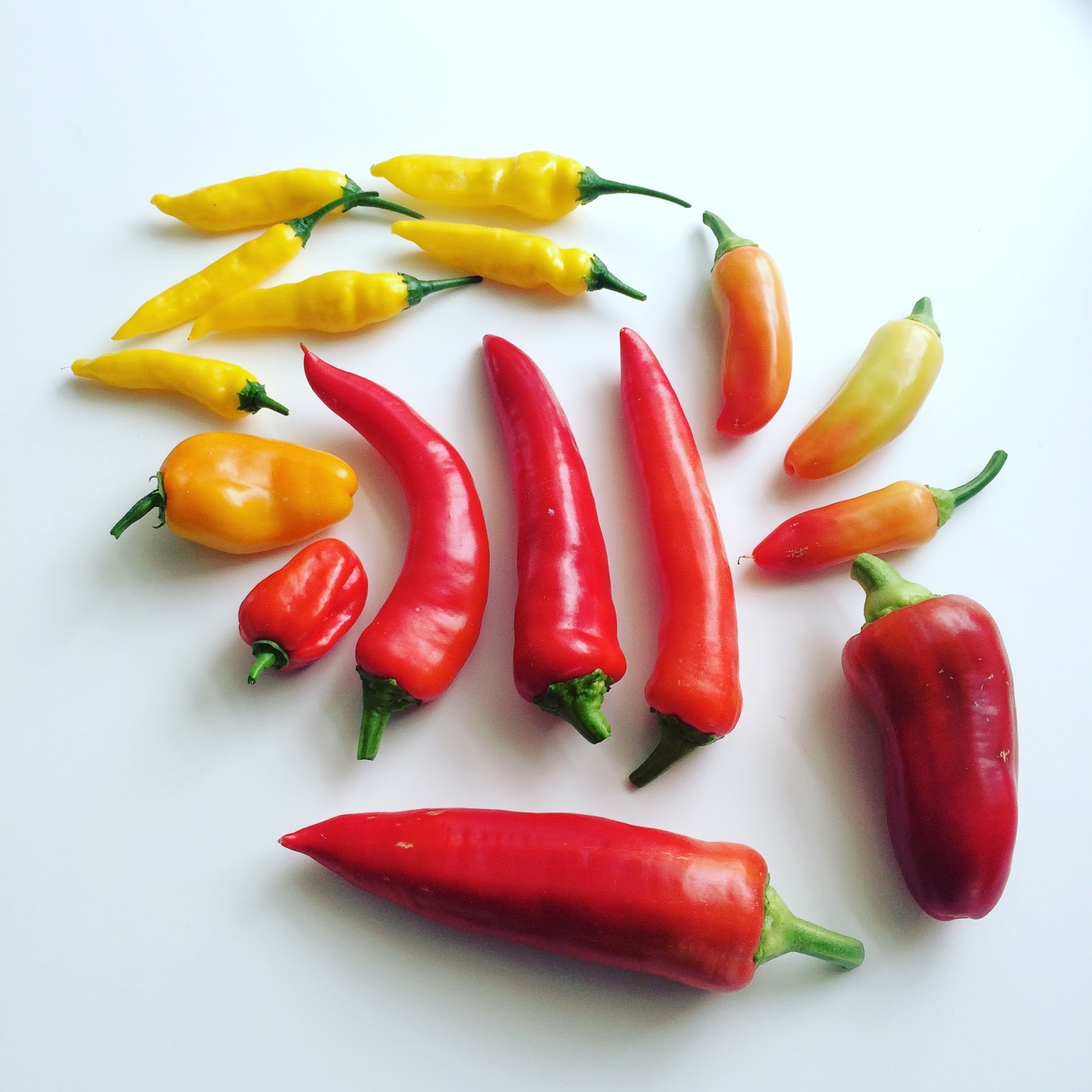 Årets chili- og paprikasorter 2017!