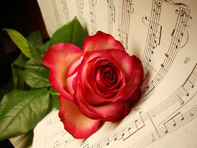 Flower Photos: Music and Rose