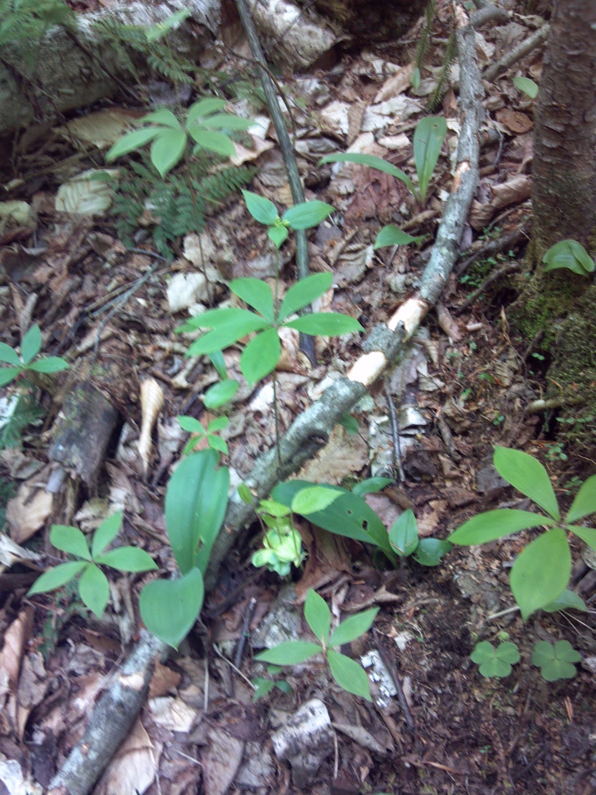 Just a Mom Outside: An Indian Cucumber Started It All