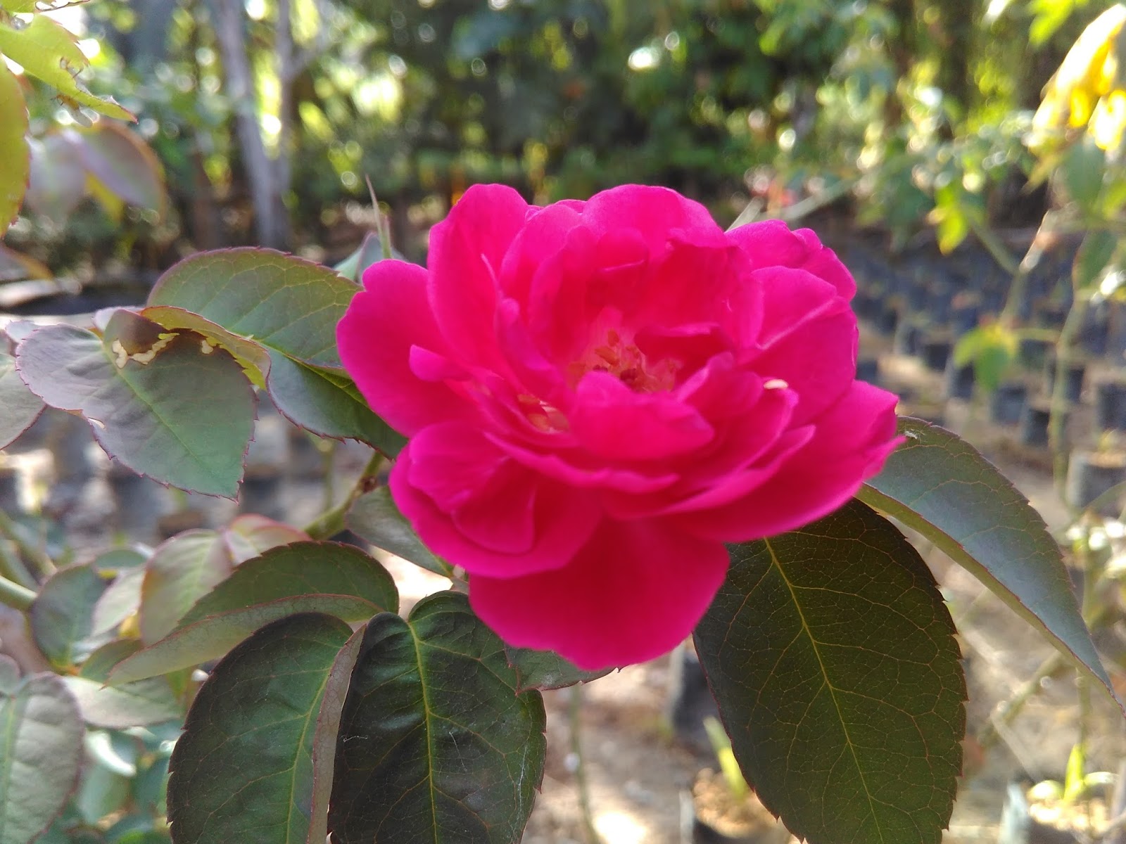 Tanaman Bunga Milik Ibu : Bunga Mawar | Bunga Sepatu | Bunga Pacar Cina ...