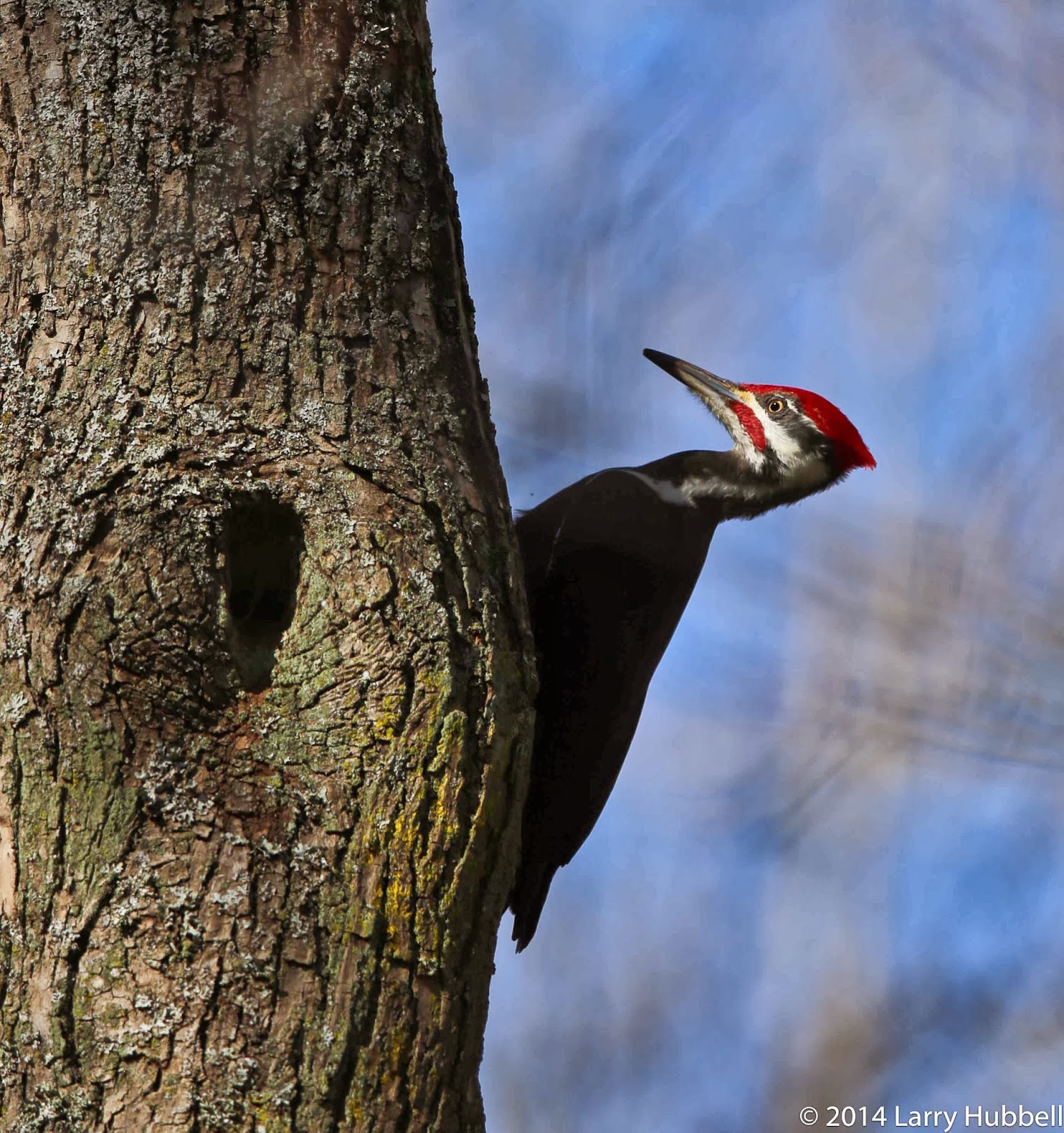 Union Bay Watch : Picidae, Picidae, What do you see?