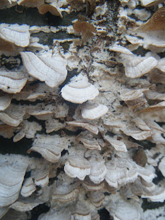 The Botanical Hiker: 2011