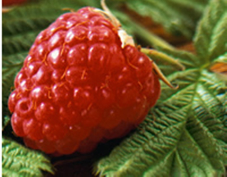 TEXTOS E CONTEXTOS: FRAMBOESA