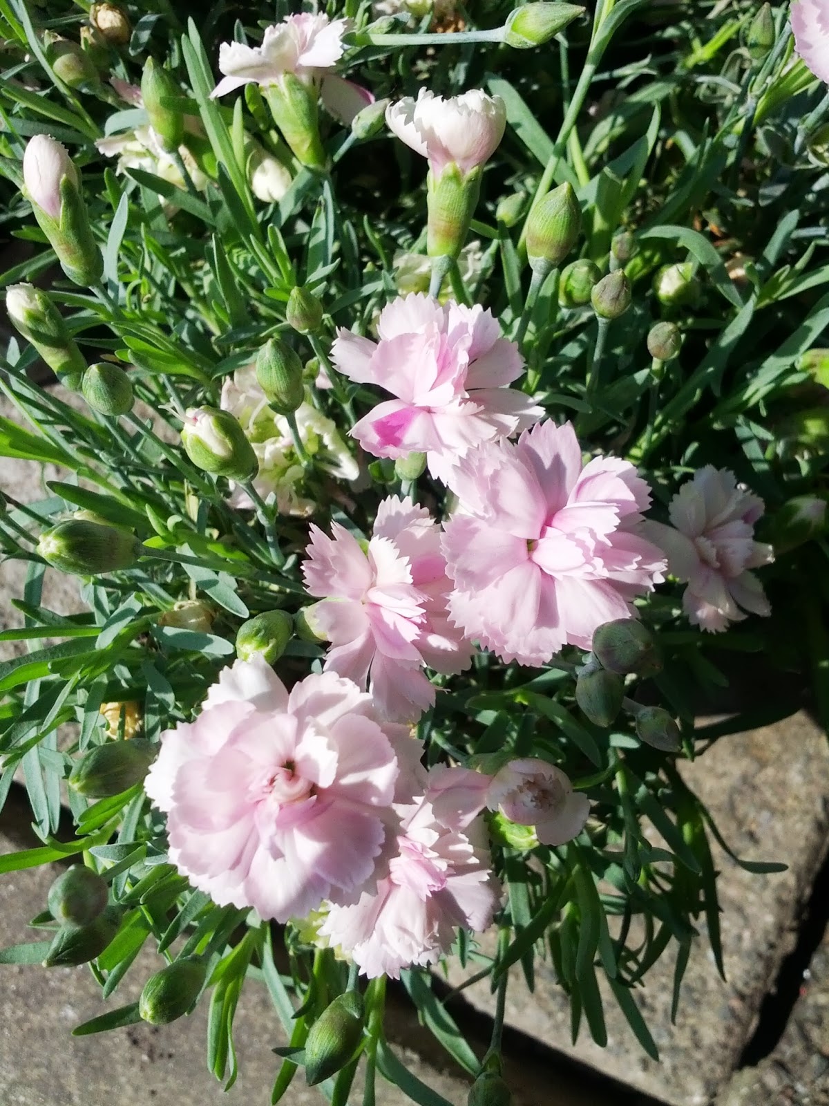 Lenas Trädgårdsrum: Perenn Nejlika