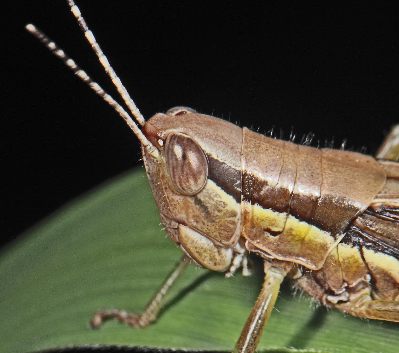 BunyipCo: April 2013