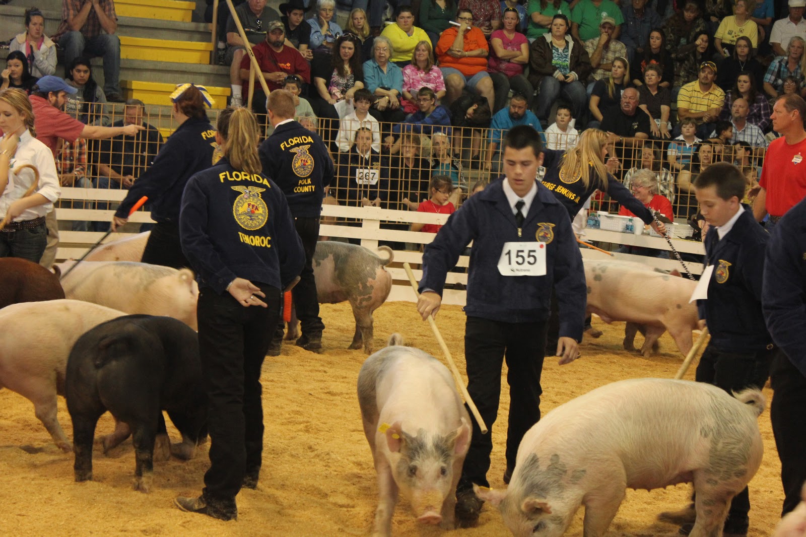 Pig Show and Shoes | nasagreen