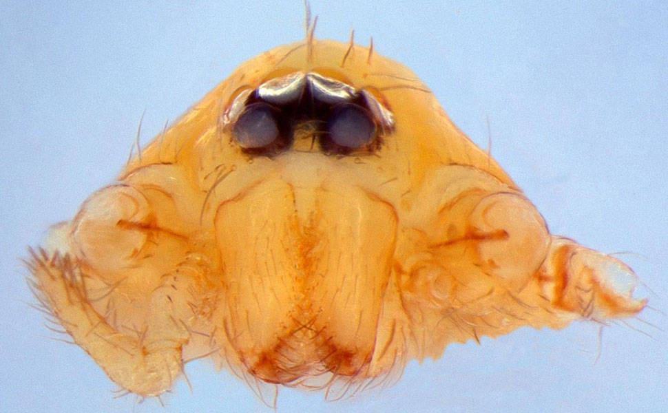 Arquivos do Insólito: Ufologia, Criptozoologia, Fenômenos Anômalos ...