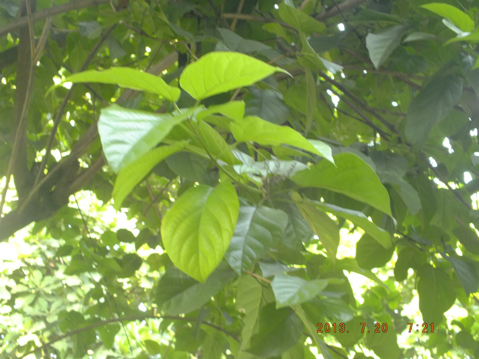 Photography with Dr. Ernie.: Alagaw tree, Premna Odorata