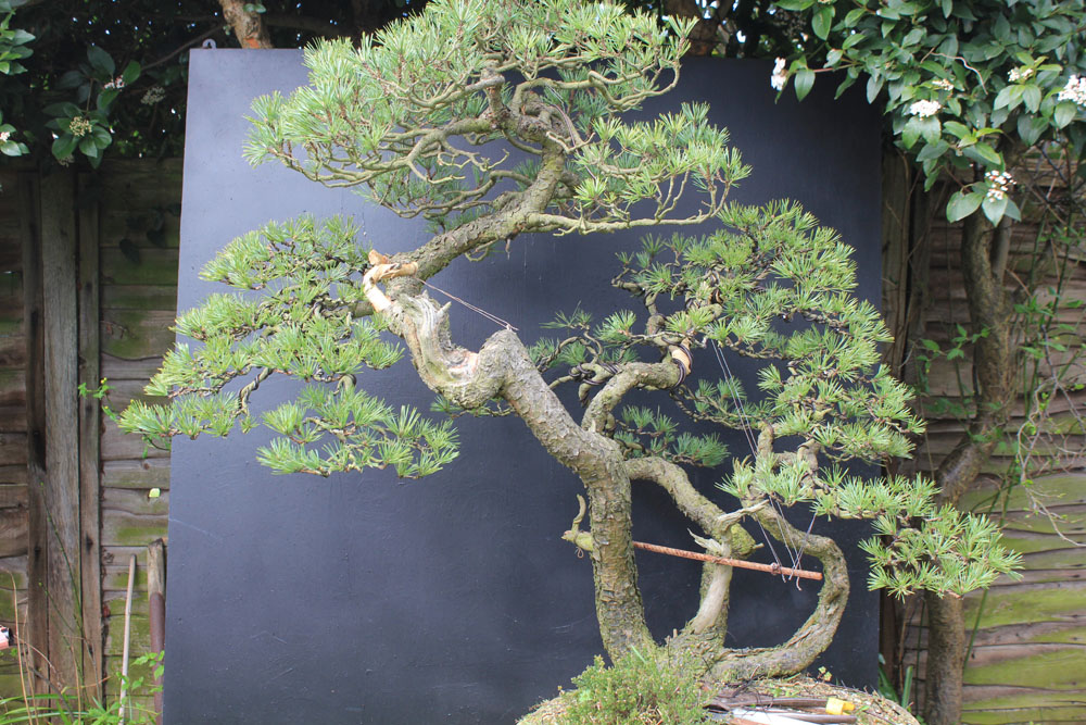 wildwoodbonsai: Triple trunk Pinus sylvestris var Scotia