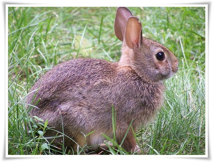 Animals Names That Start With R | Animals Name A To Z