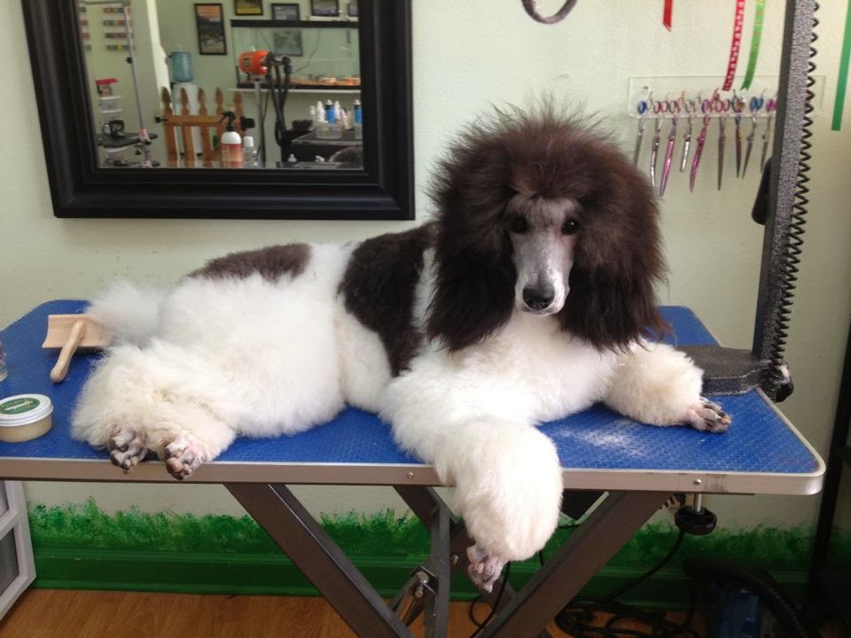 Poodle Blogger: Breeders of Multi-Colored Poodles