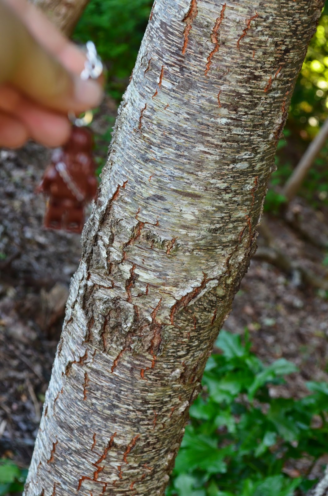 AP Bio Biological Collection Photo Blog: 14. Cambium