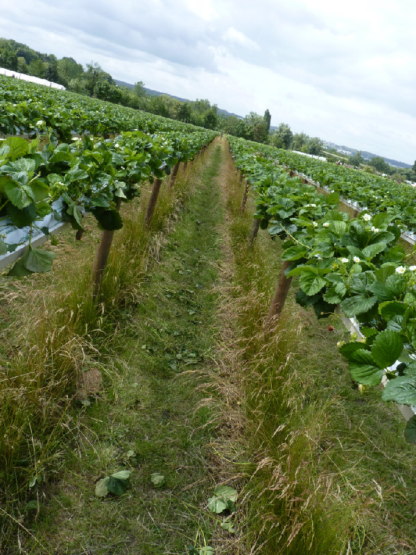Dumnezeu a creat cel mai gustos si mai frumos fruct -capsuna
