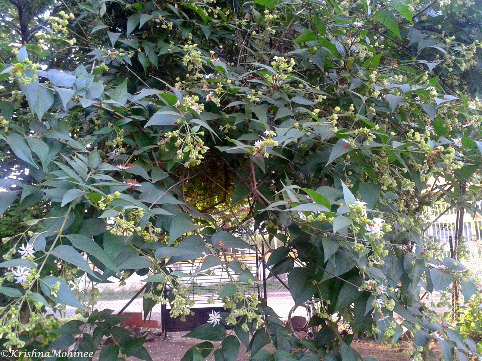 Heavenly Parijat Flowers