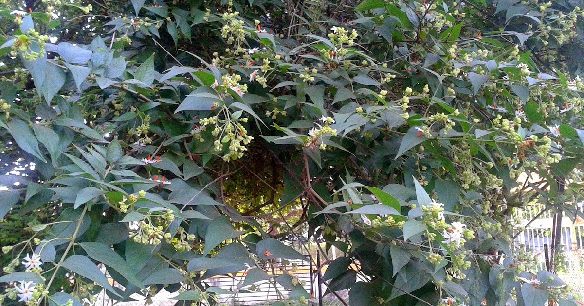Heavenly Parijat Flowers