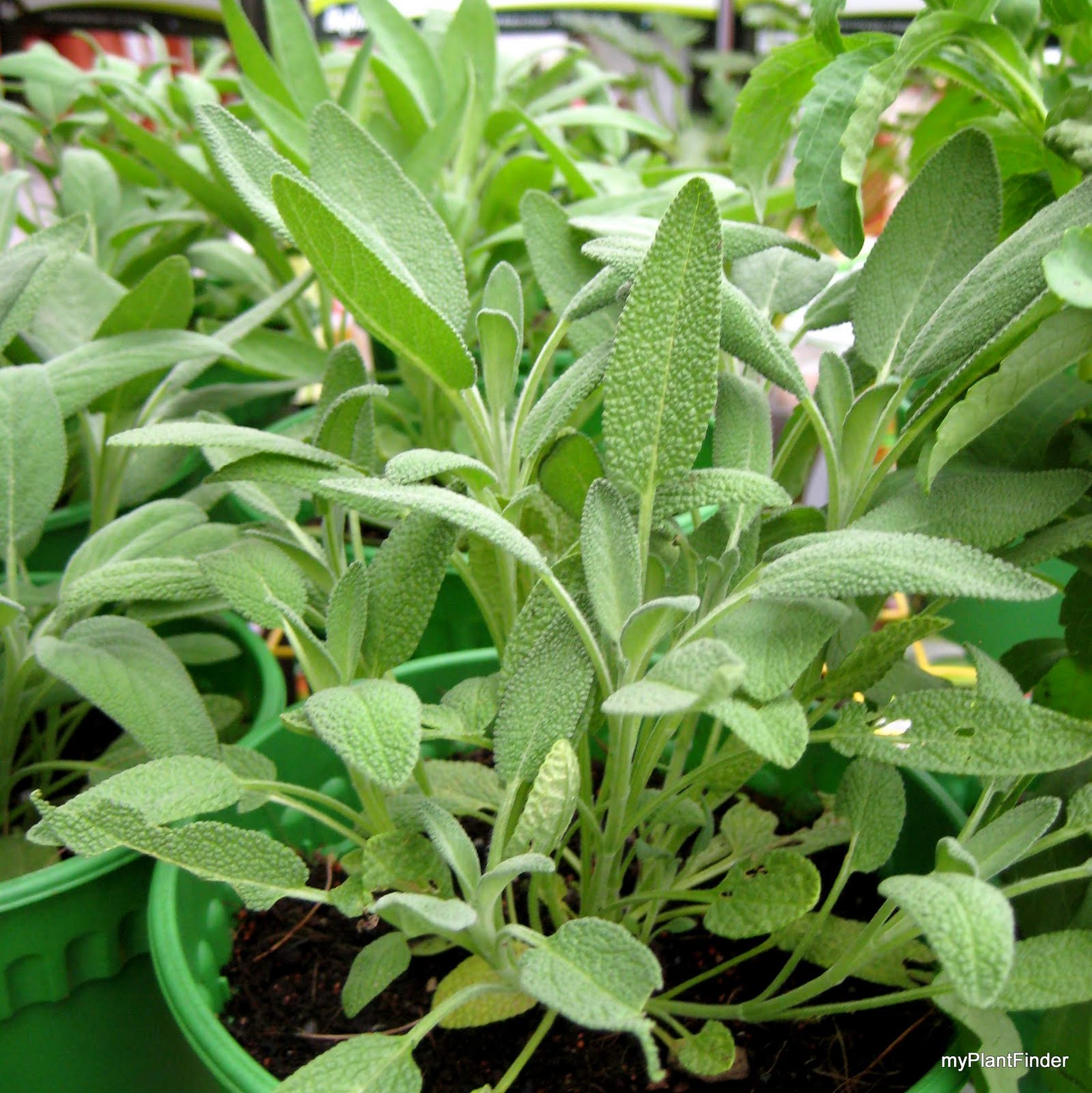 MY PLANT FINDER | Plant Guide: Salvia officinalis
