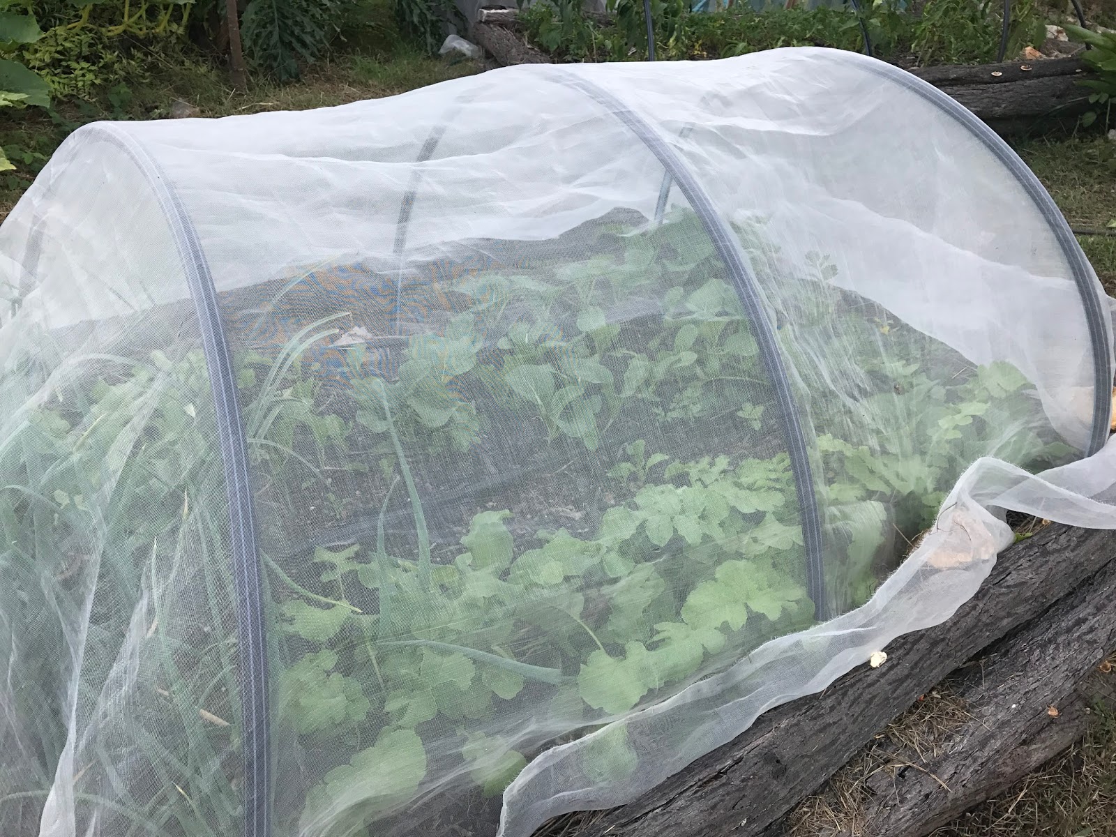 Easy Way To Protect Plants From Sun And Bugs - Permaculture Haven Australia