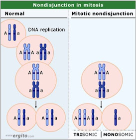 Biology matters: Cell division - terminologies