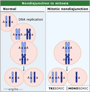 Biology matters: Cell division - terminologies
