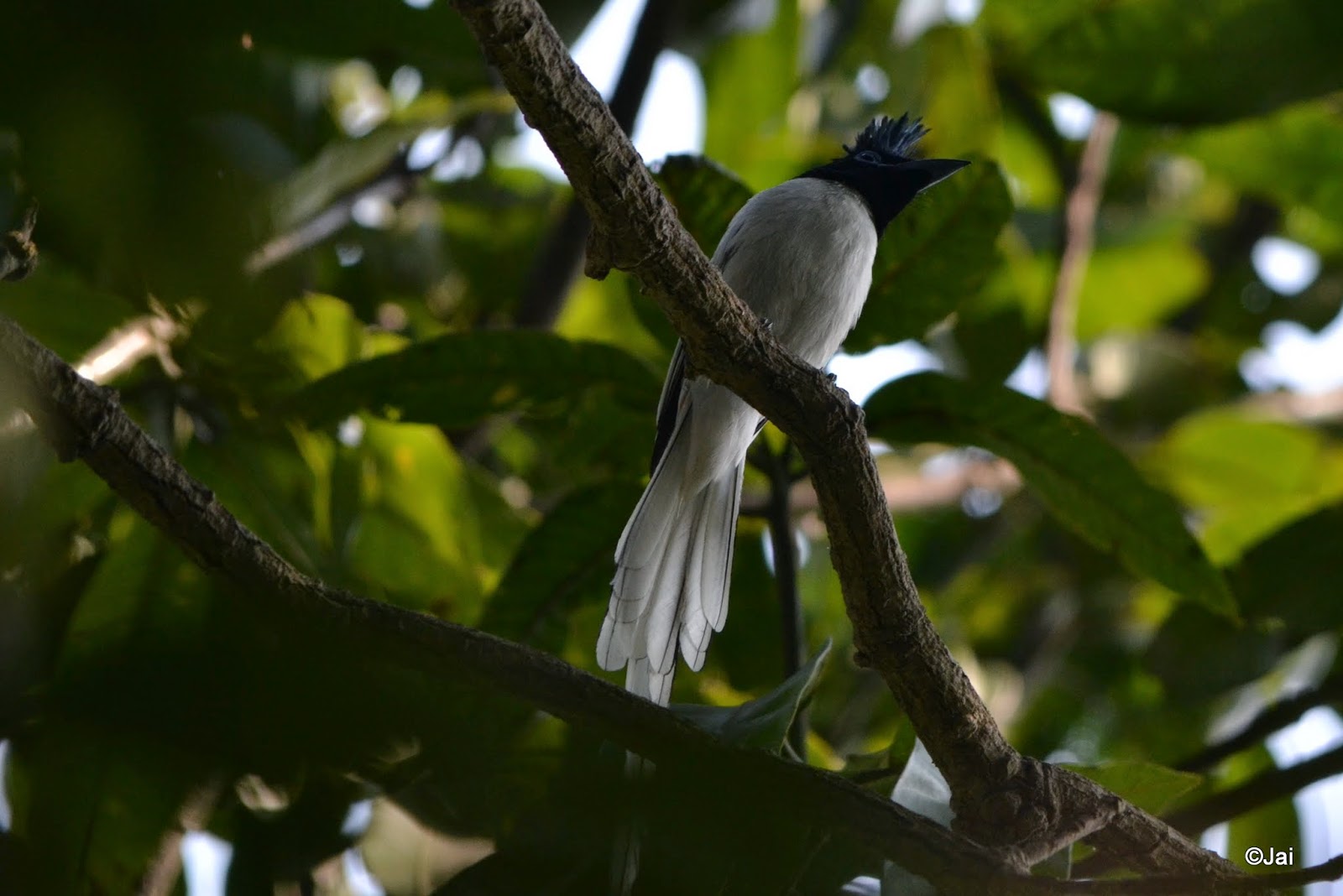 Jai's Bird Photography