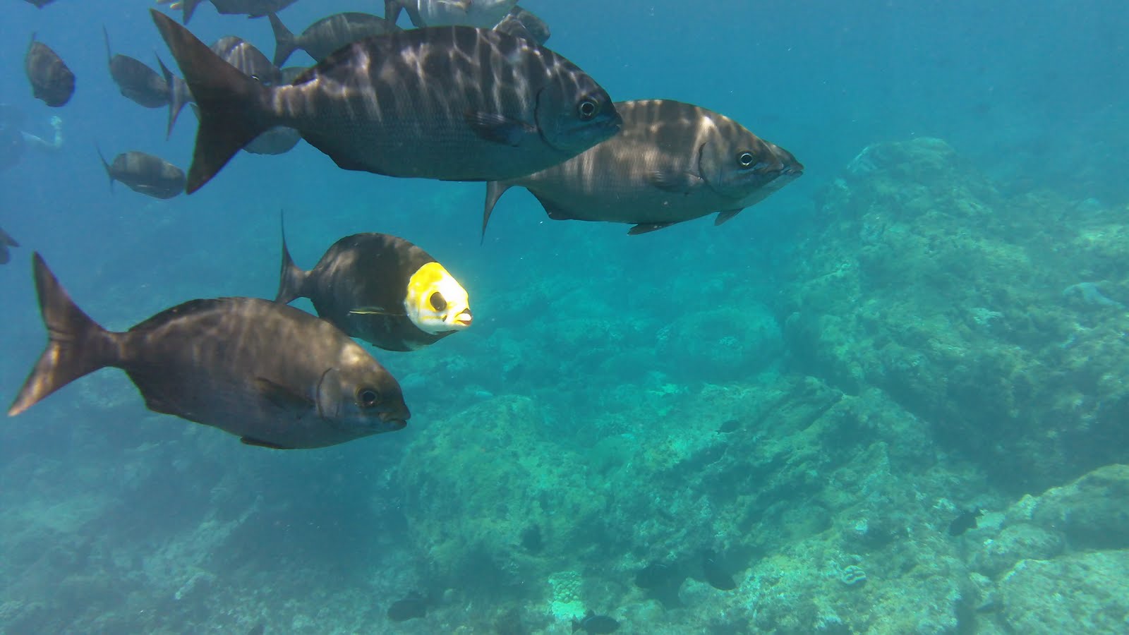 Tern it up!: Tiger Shark vs Sea Turtle