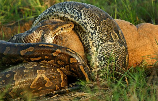 Pix Grove: African Python Swallowing A Large Prey